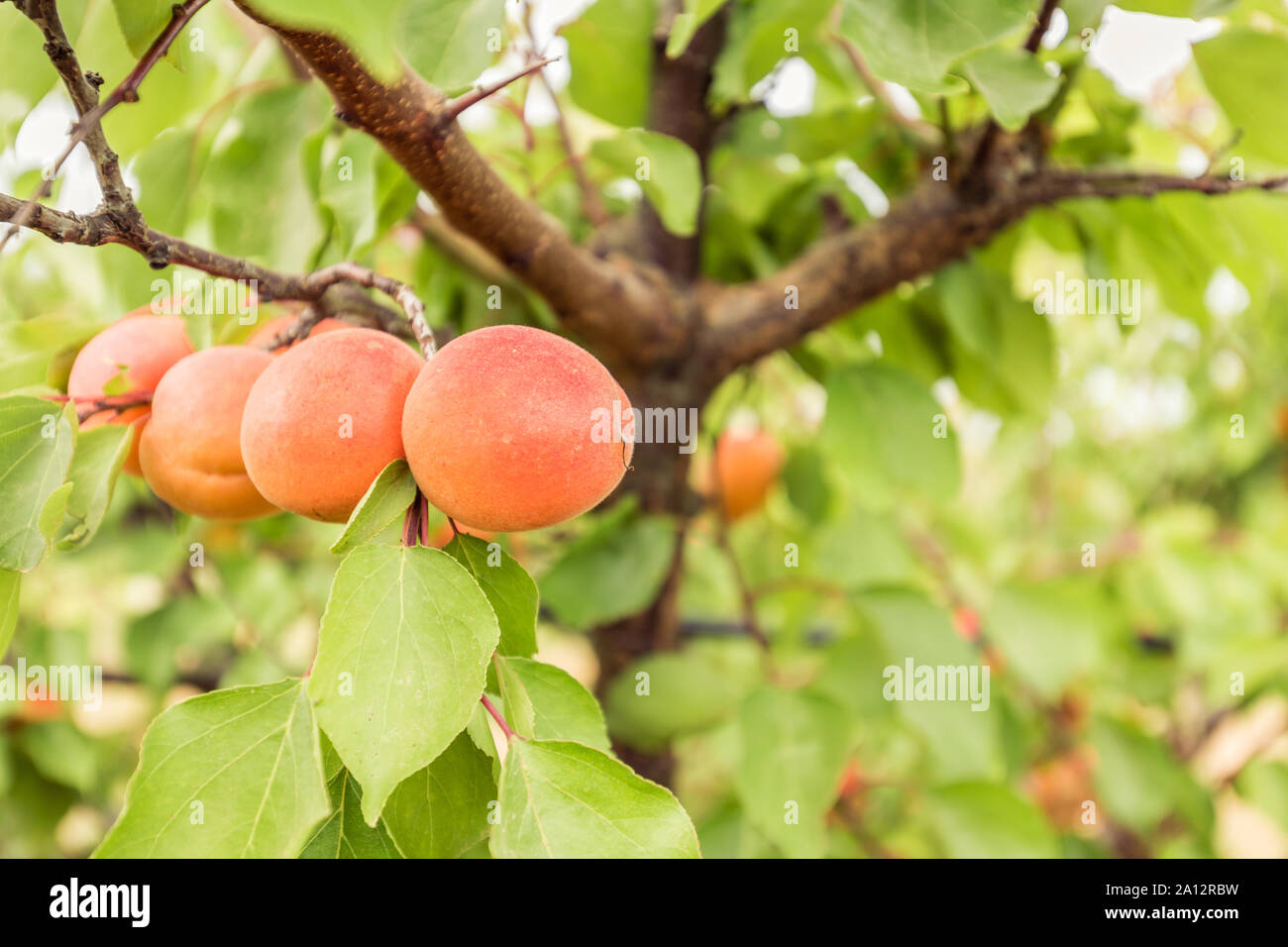 Apricot tree fruit hi-res stock photography and images - Alamy