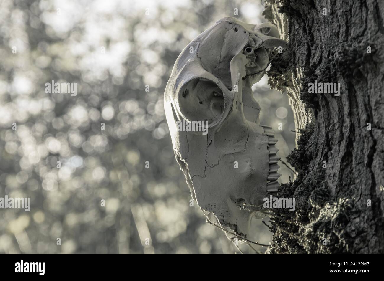 Fantasy gothic horror tree hi-res stock photography and images - Alamy