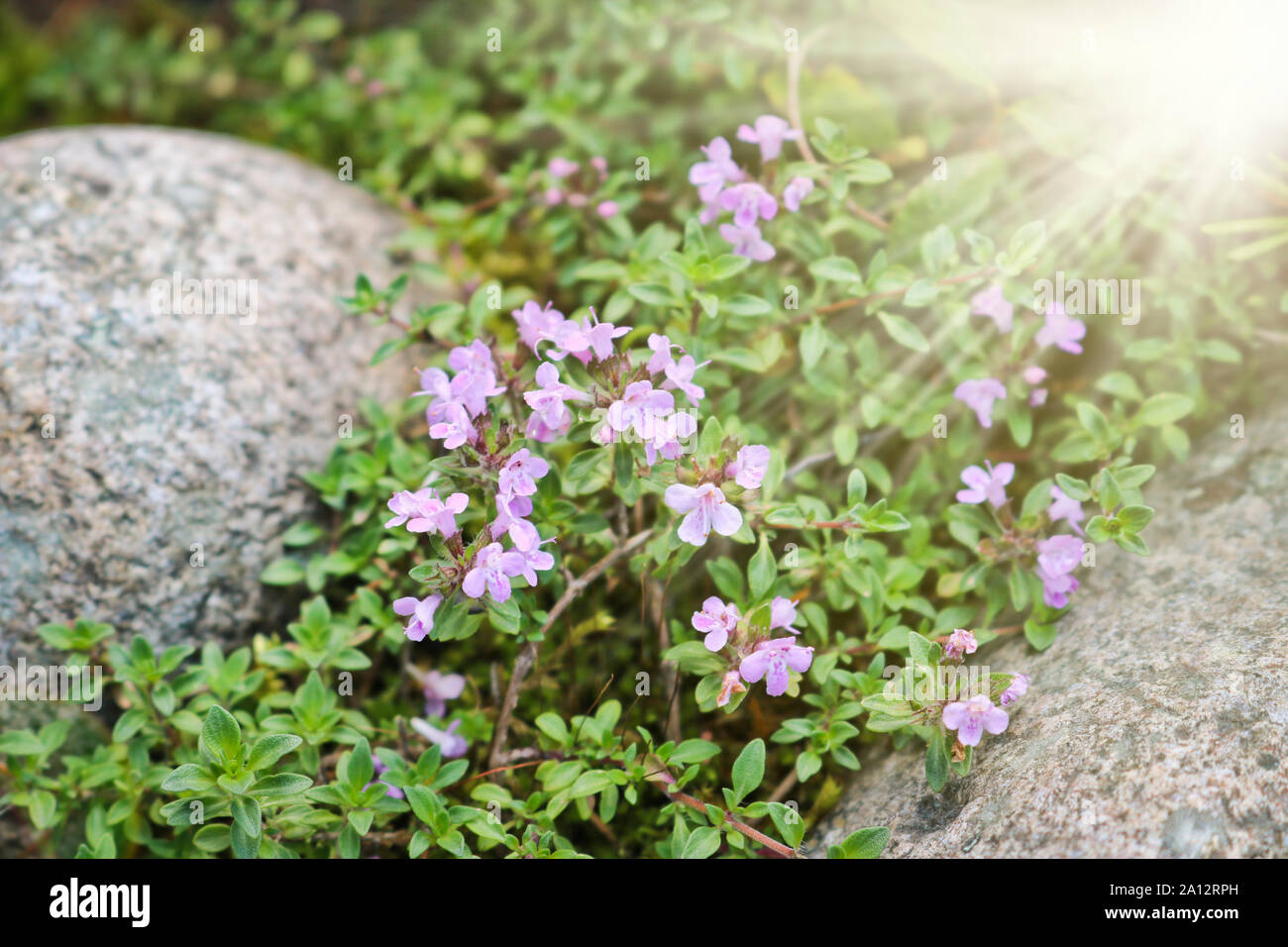 Lilac flowers of wild thyme among stones in sunny. Spice, Medicinal ...