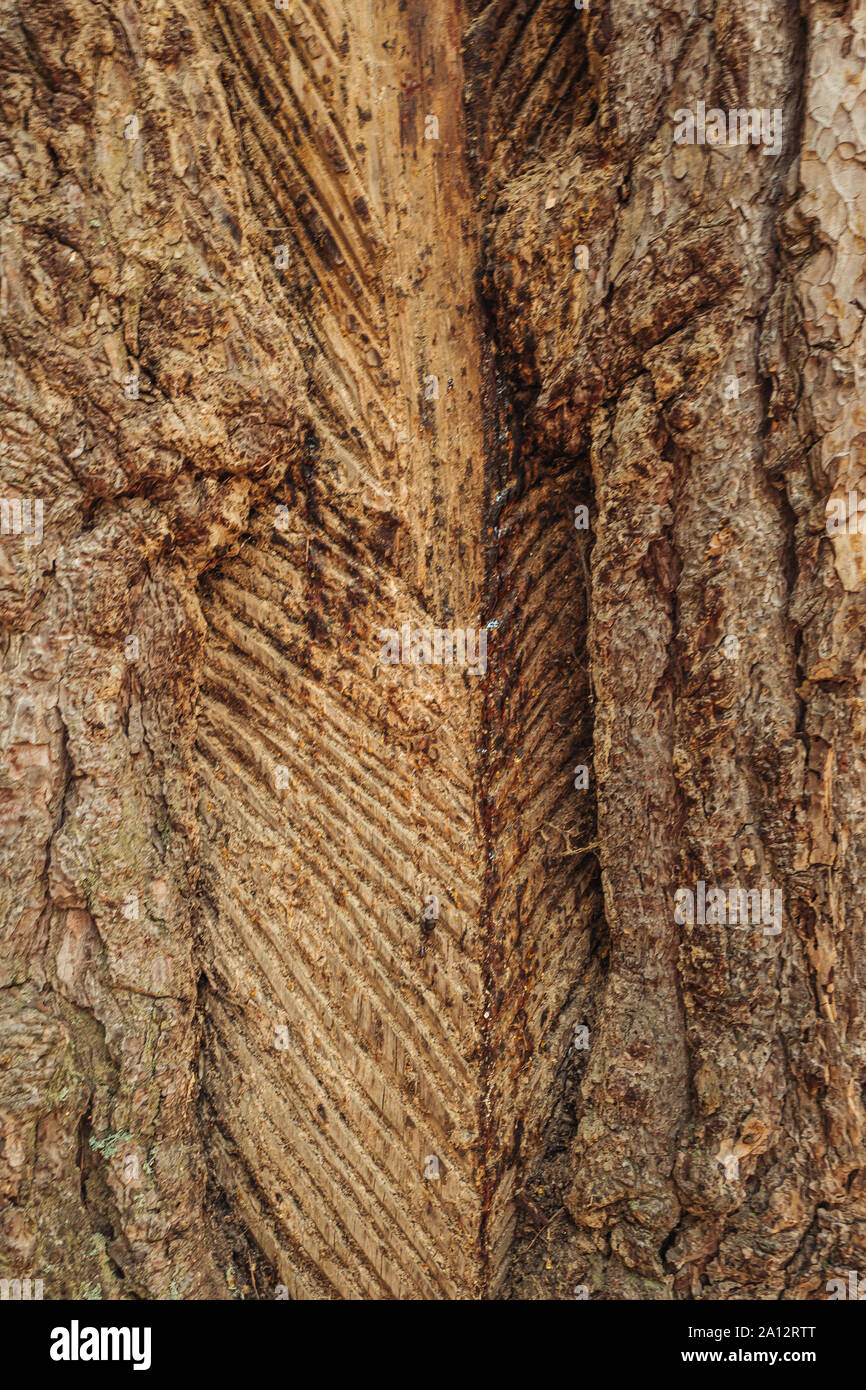 Traditional cuts on a tree to collect resin Stock Photo - Alamy