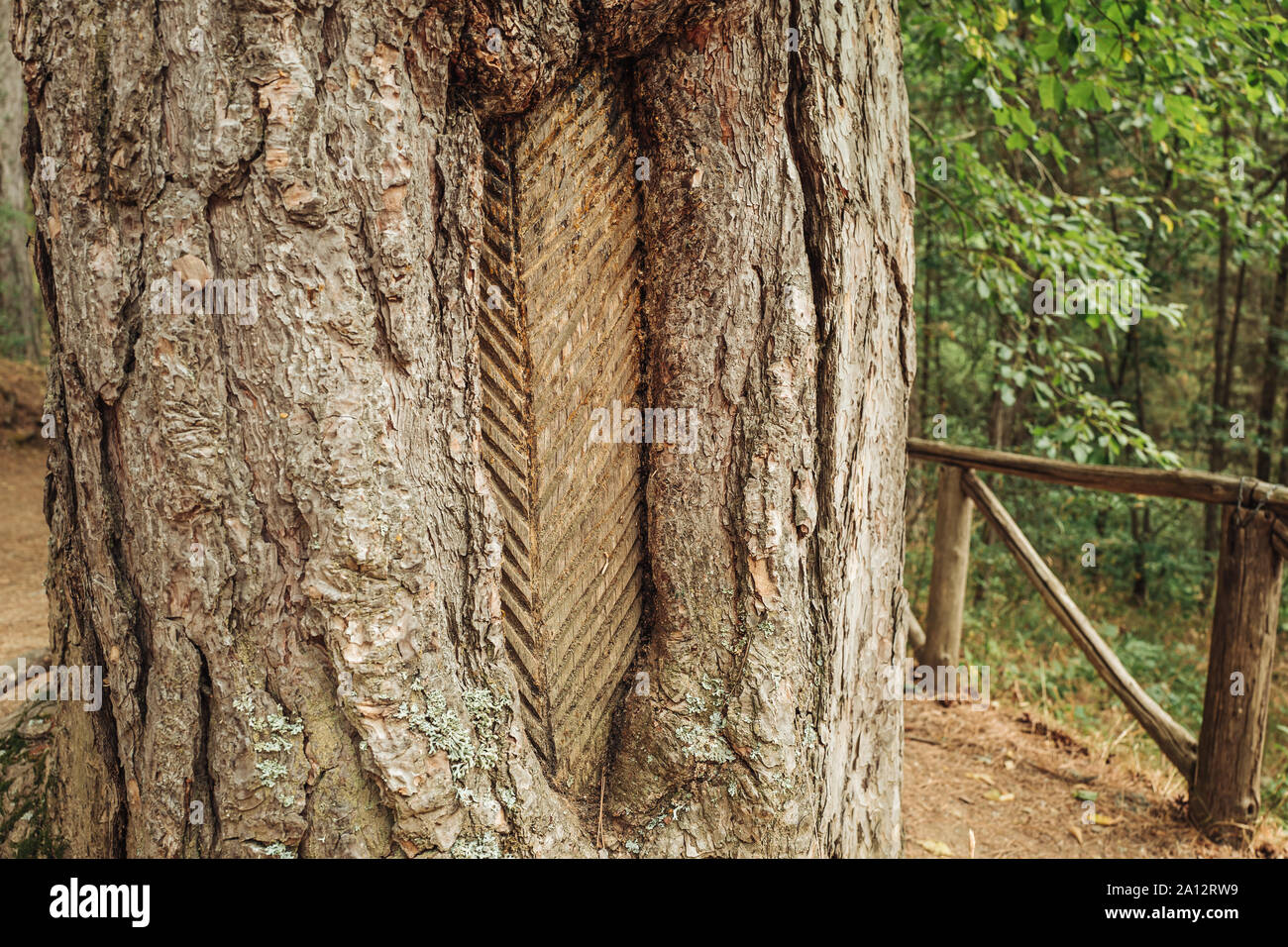 Traditional cuts on a tree to collect resin Stock Photo - Alamy