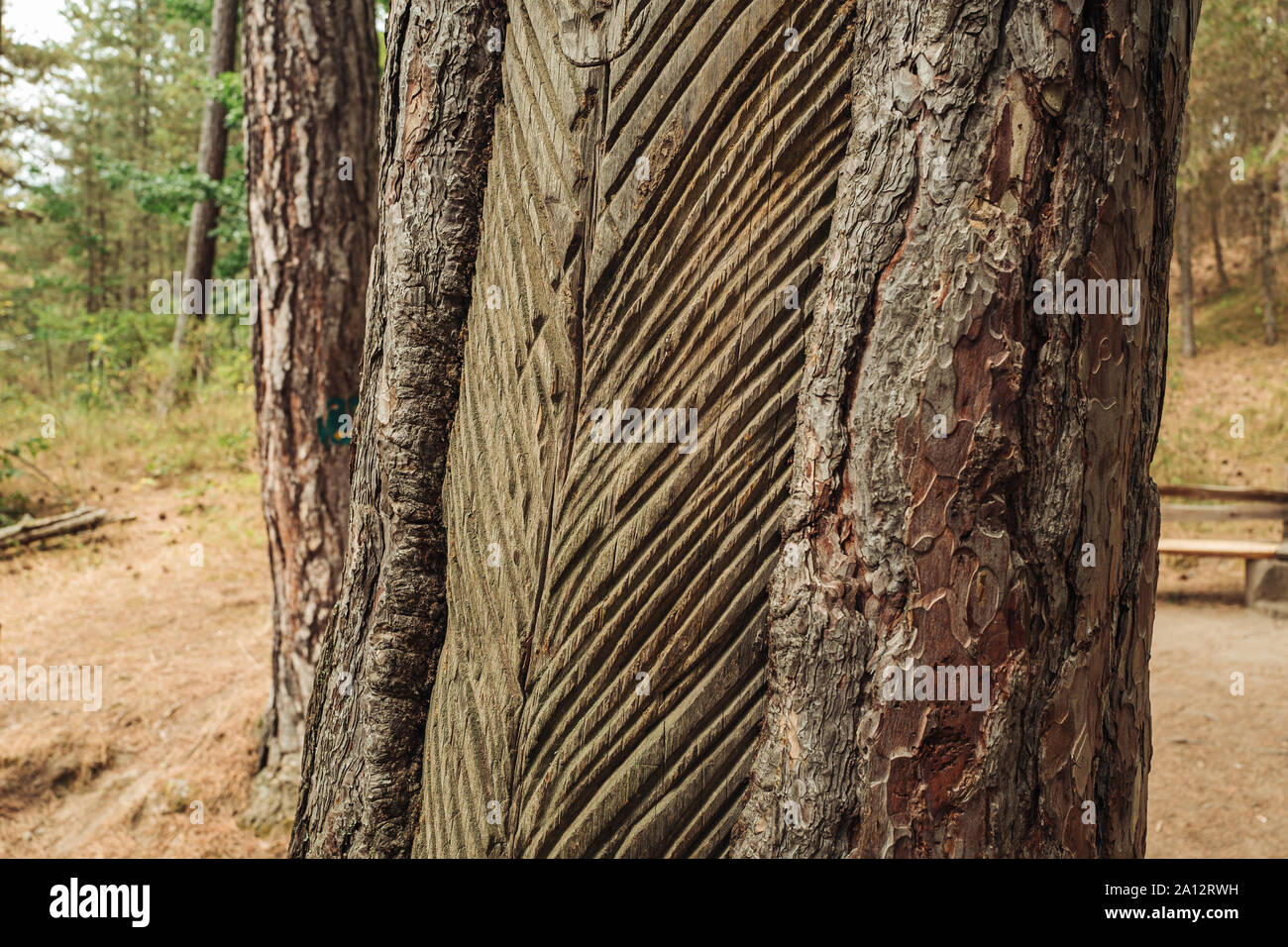 Traditional cuts on a tree to collect resin Stock Photo - Alamy