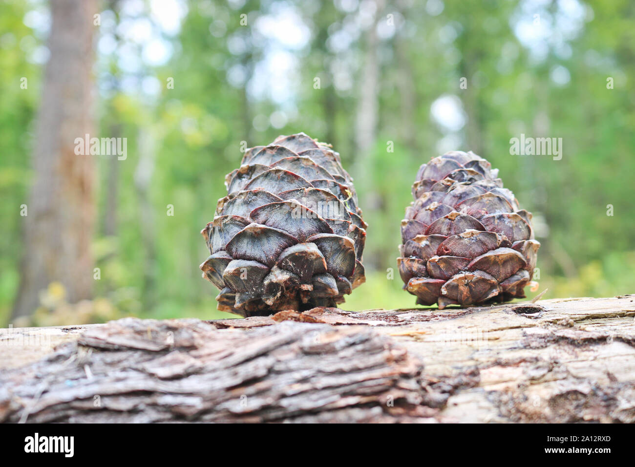 Ripe Cedar cones with nuts. Still life from the Siberian taiga ...