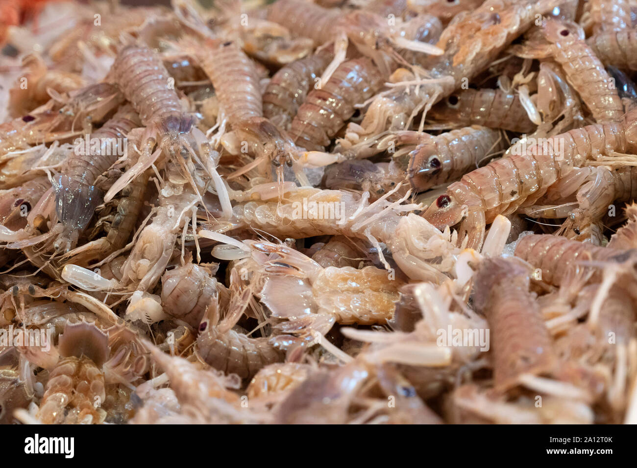 fresh sea cicada at fish market detail Stock Photo - Alamy
