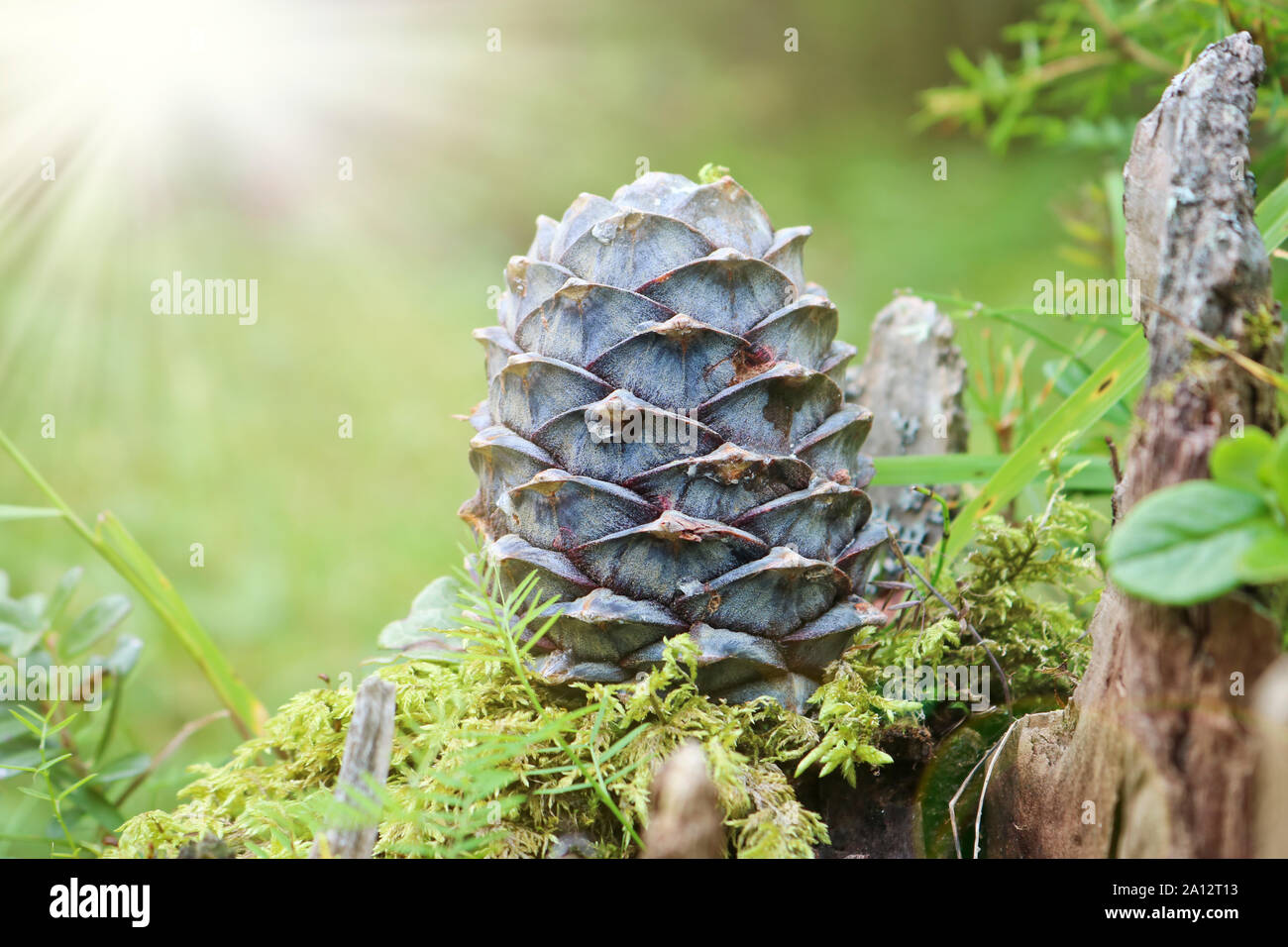 Cone from a cedar tree hi-res stock photography and images - Alamy