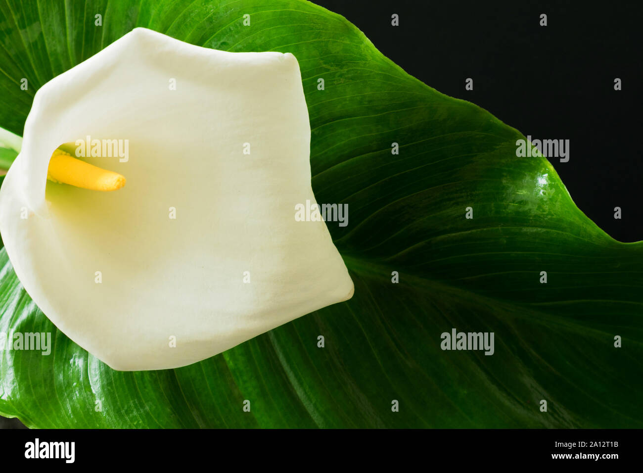 Kalla flower bright hi-res stock photography and images - Alamy