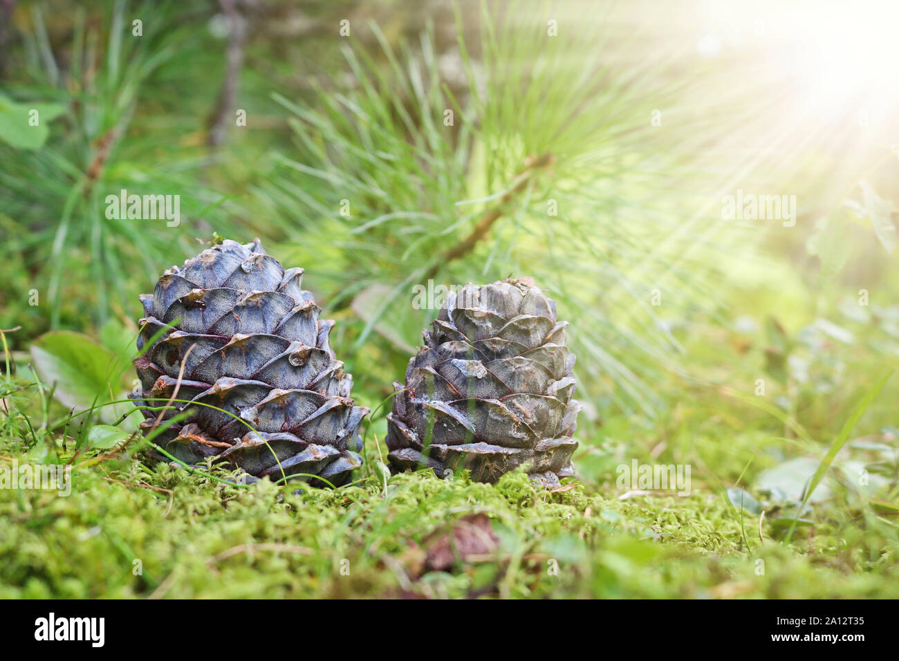 Siberian pine tree pinus sibirica hi-res stock photography and images ...
