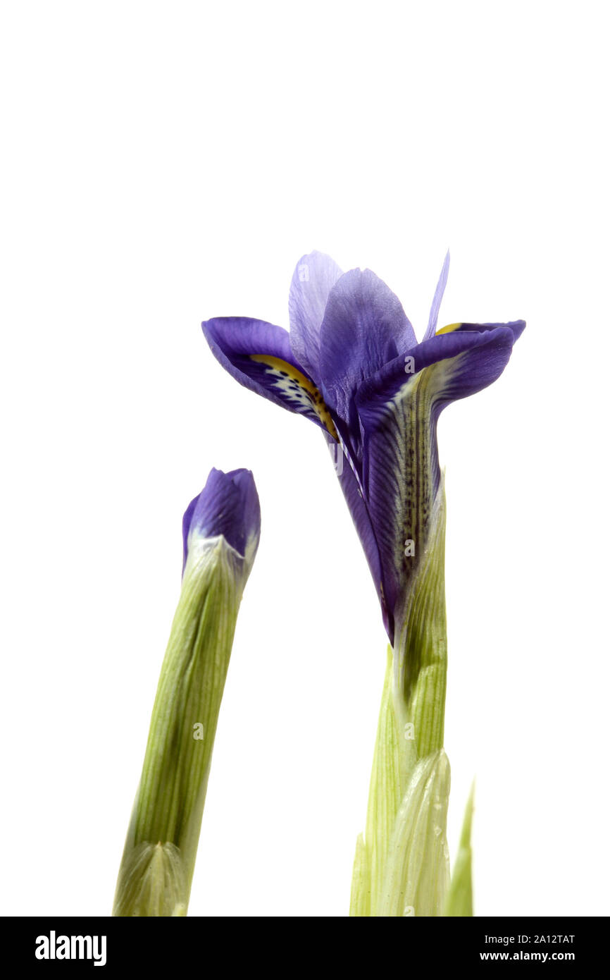Broken bud and emerging flower of an Iris Retulata Stock Photo - Alamy