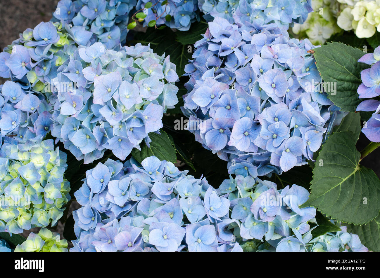 large flower heads with blue petals of a shrub of hydrangea macrophylla ...