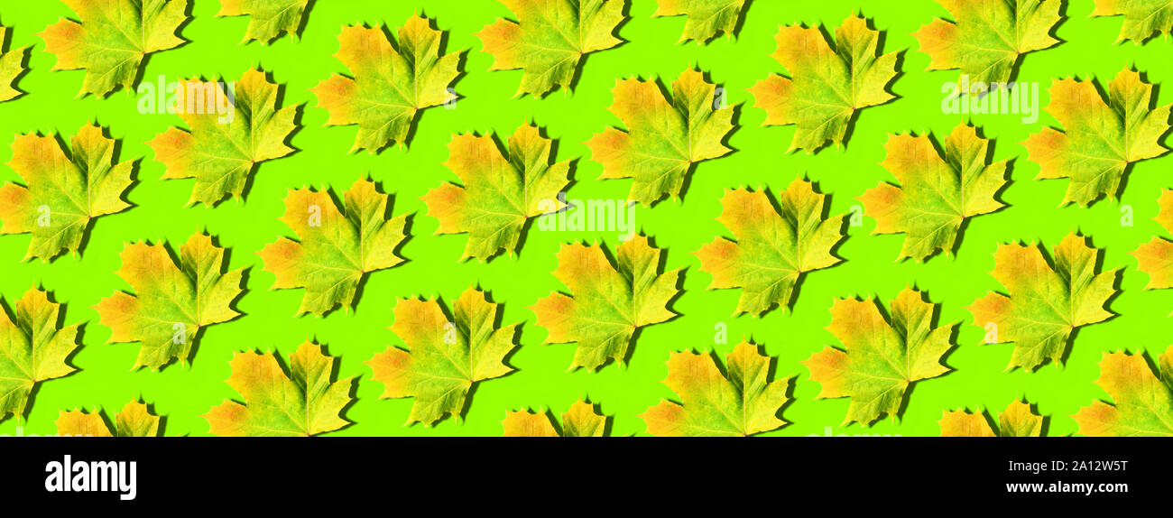 Creative layout of colorful autumn leaves. Banner with yellow, orange ...