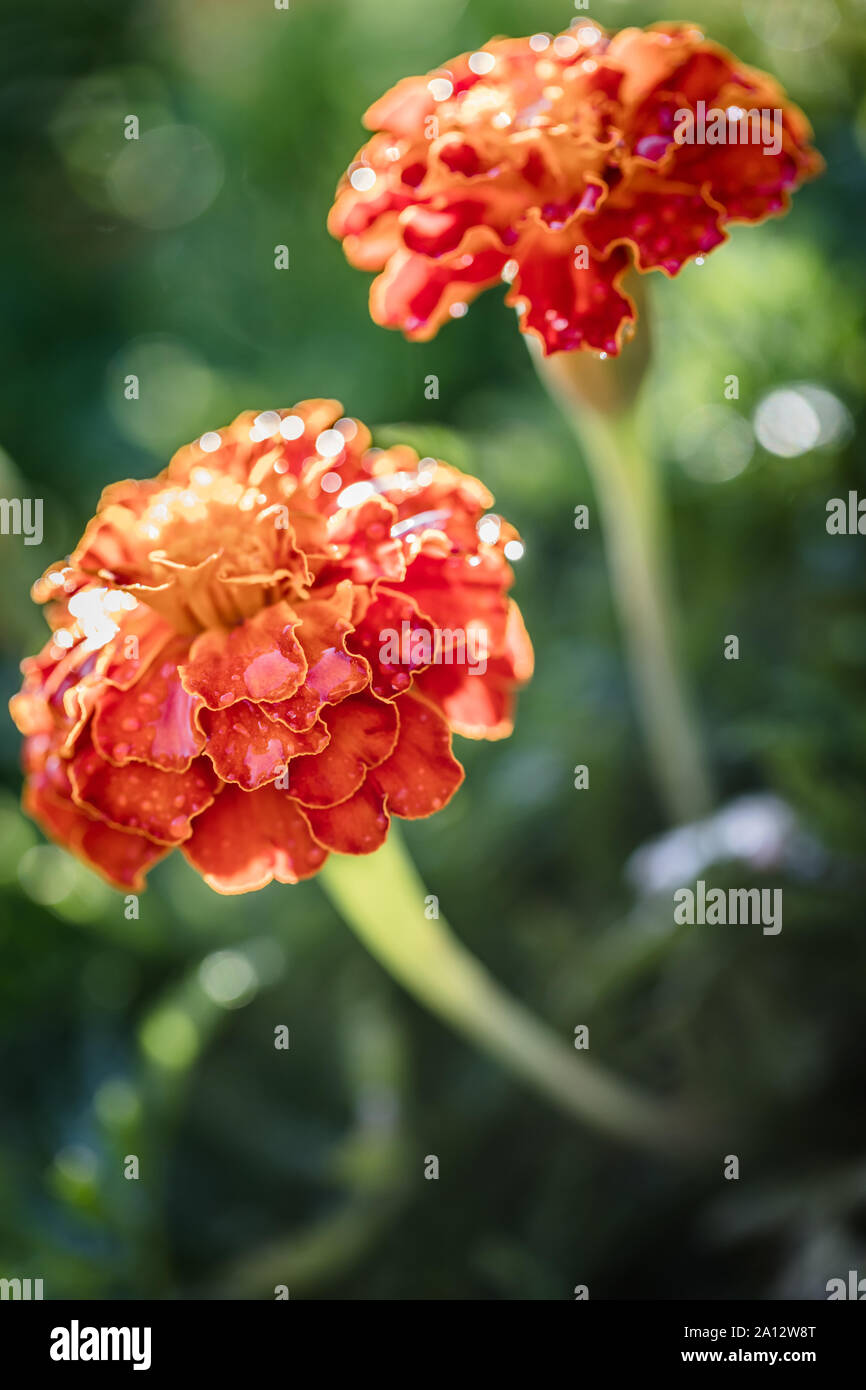 natural landscape, growing marigold flowers close-up Stock Photo - Alamy