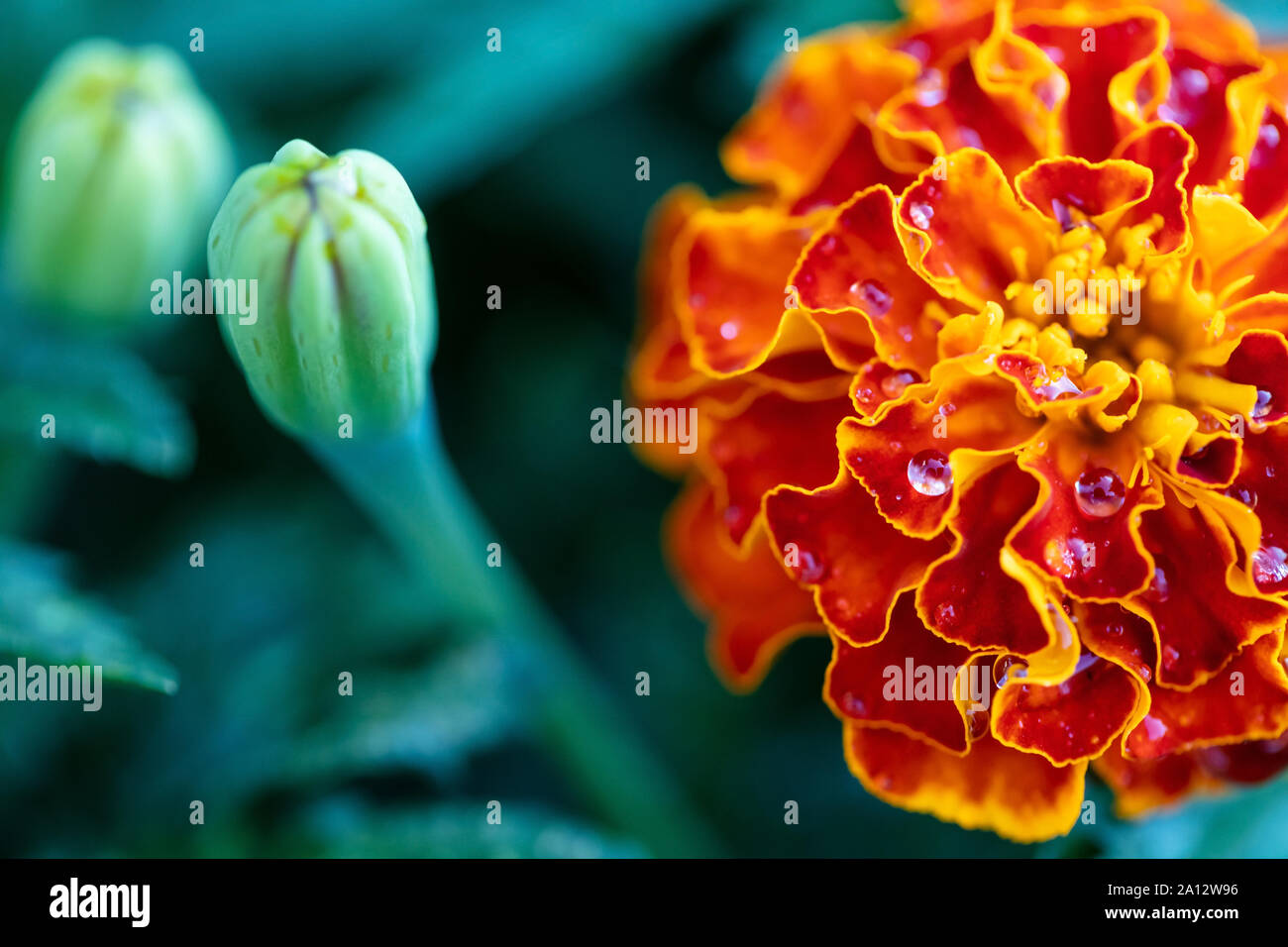 natural landscape, growing marigold flowers close-up Stock Photo - Alamy
