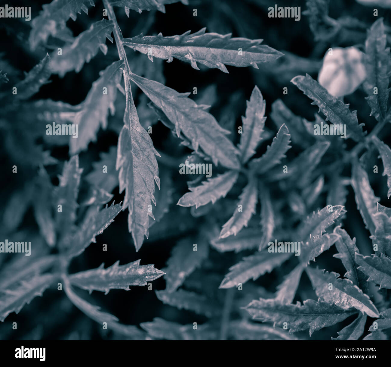 natural landscape, growing marigold flowers close-up Stock Photo - Alamy