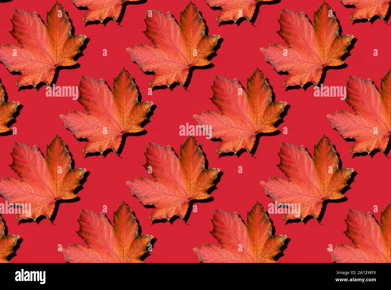 Red maple leaves pattern on bordo background. Top view. Flat lay ...
