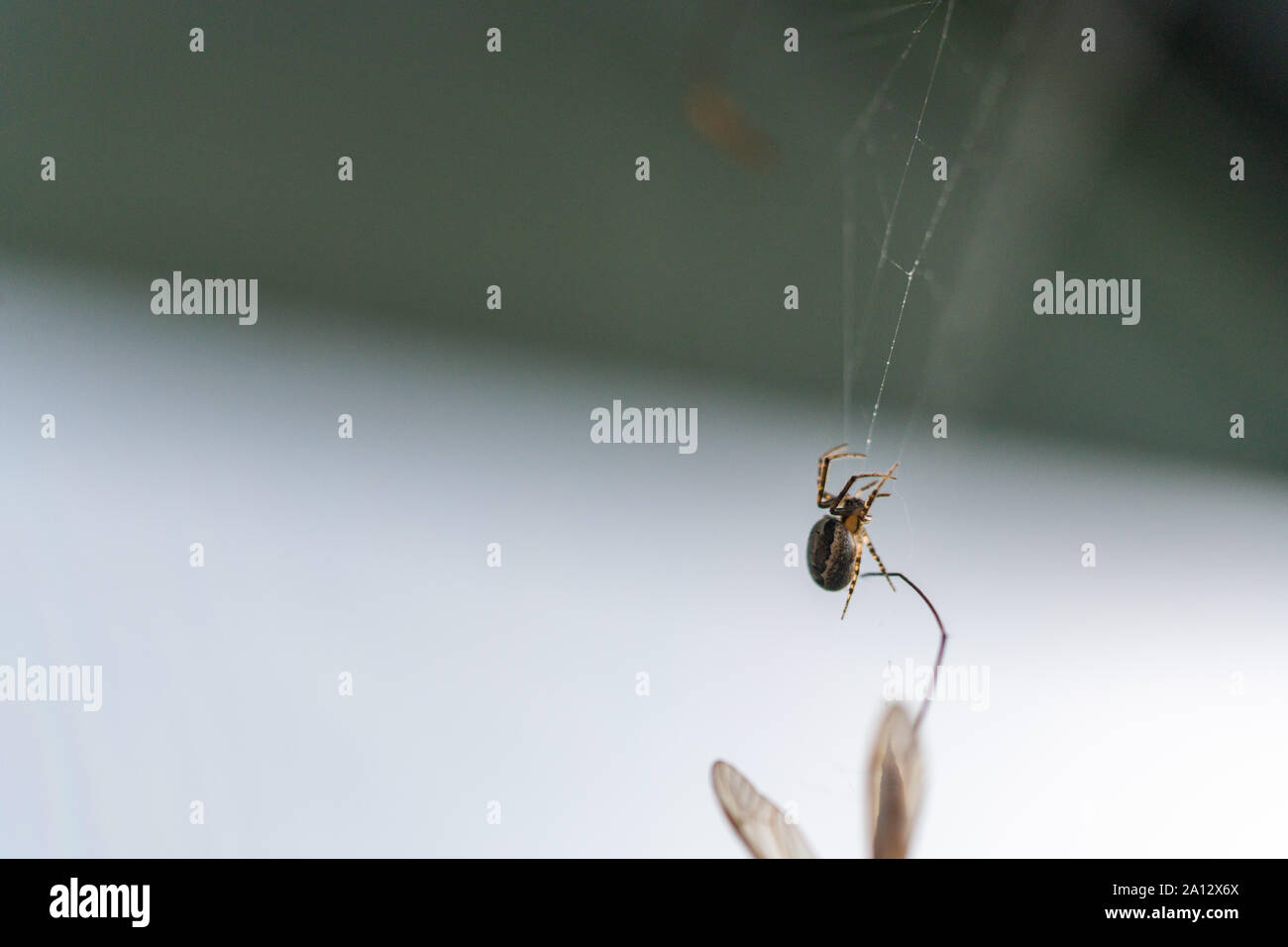a spider has caught a flying insect in its web and sucks it Stock Photo ...