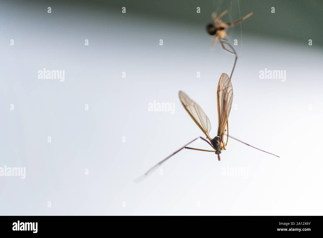 a spider has caught a flying insect in its web and sucks it Stock Photo ...