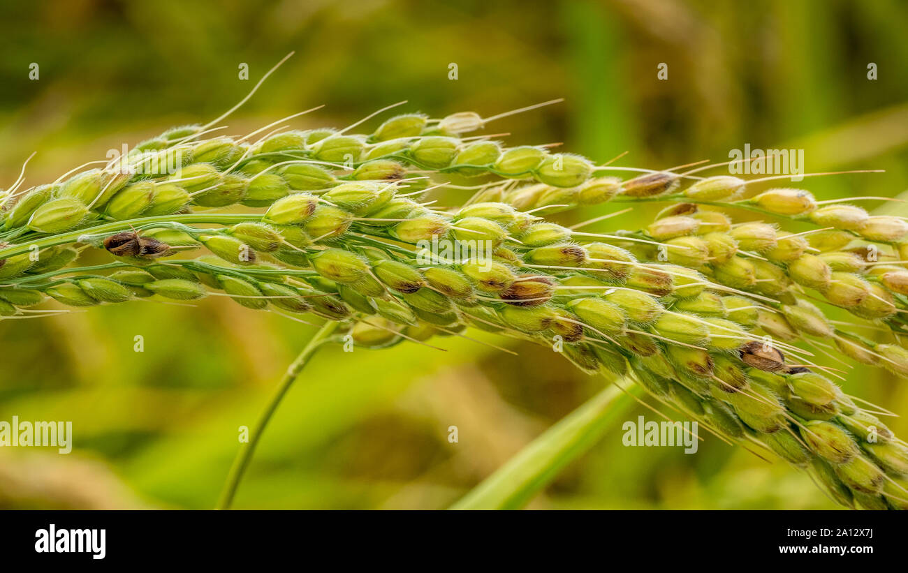 Rice paddy flower hi-res stock photography and images - Alamy