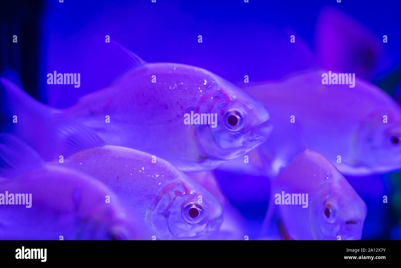 Colourful fishes in water. life in water lively background. Aquarium in ...