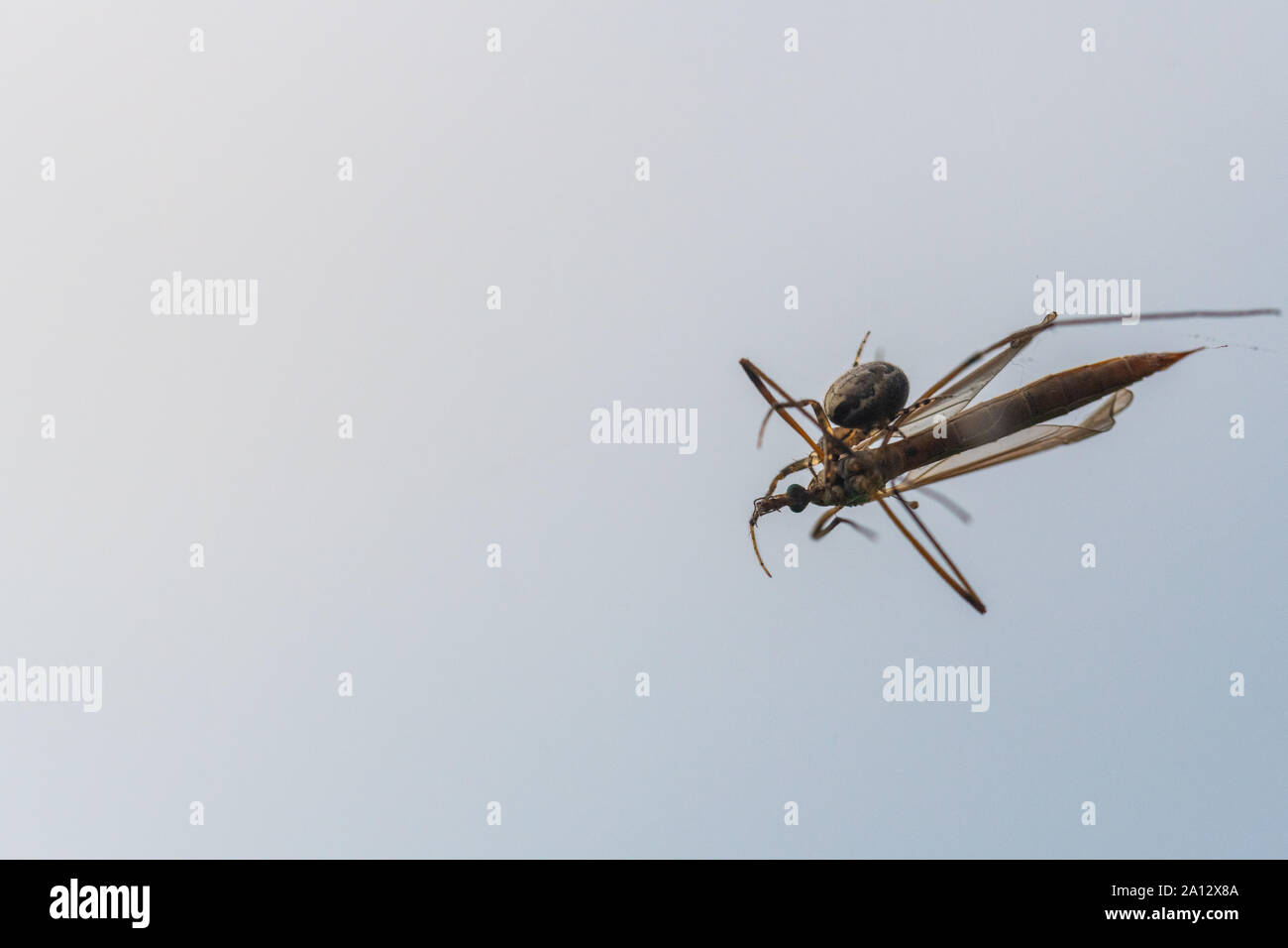 a spider has caught a flying insect in its web and sucks it Stock Photo ...