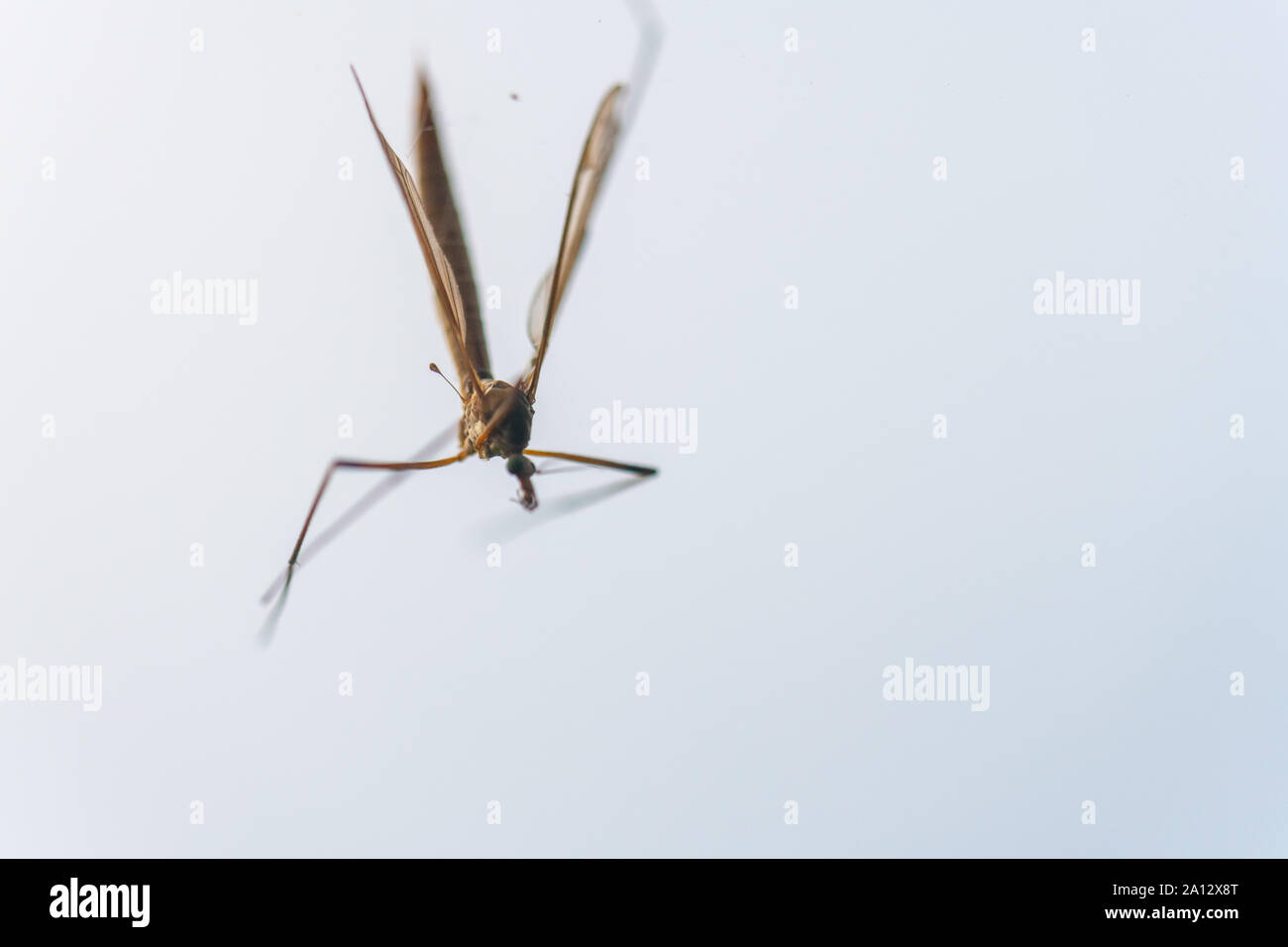 Flying cockroach hi-res stock photography and images - Alamy