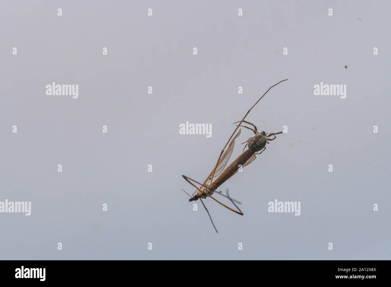 a spider has caught a flying insect in its web and sucks it Stock Photo ...