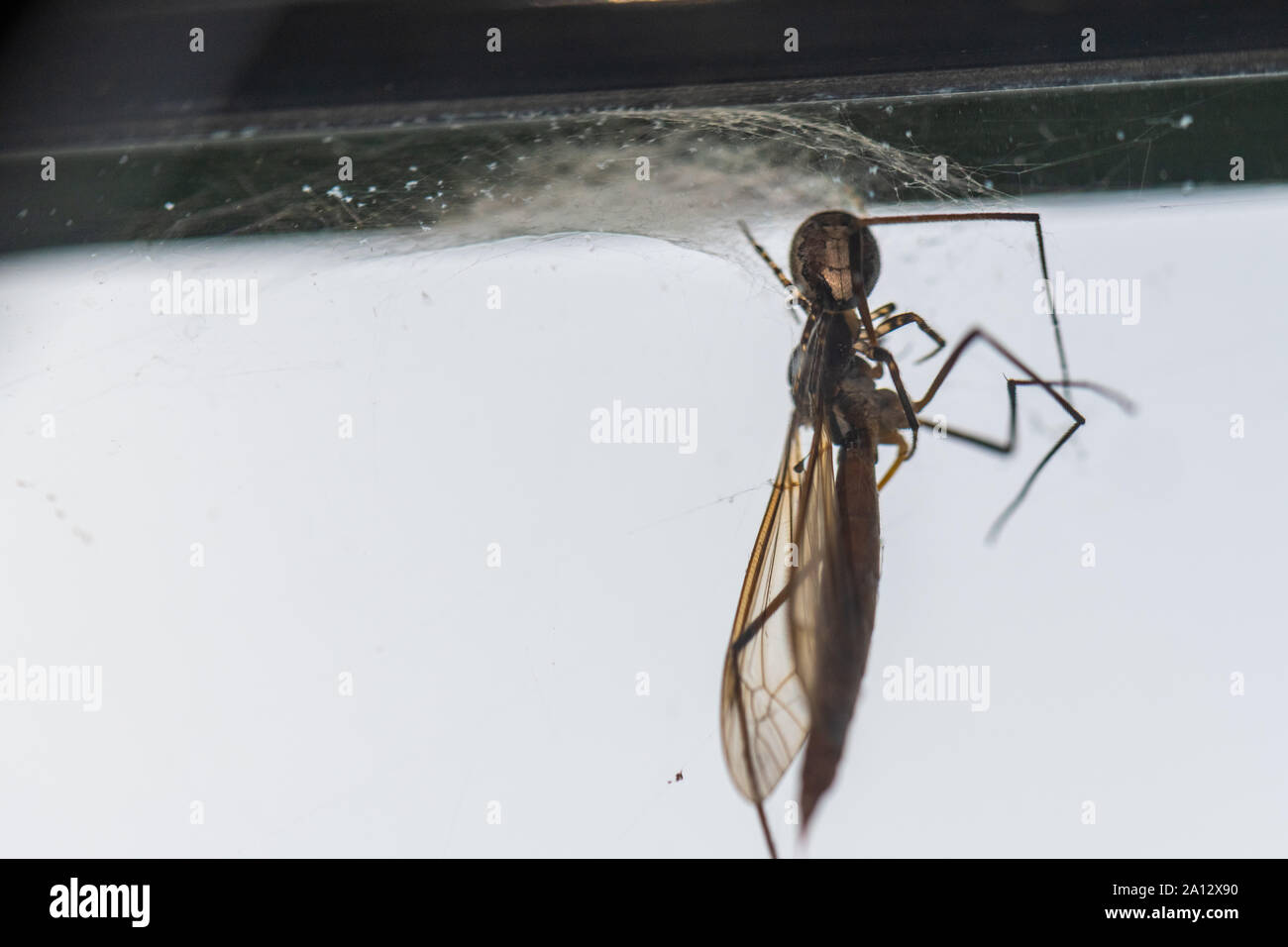 a spider has caught a flying insect in its web and sucks it Stock Photo ...