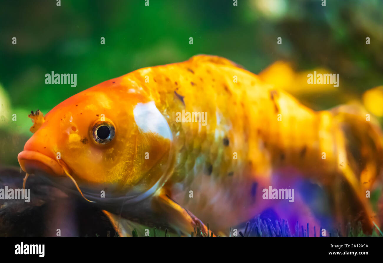 Colourful fishes in water. life in water lively background. Aquarium in ...