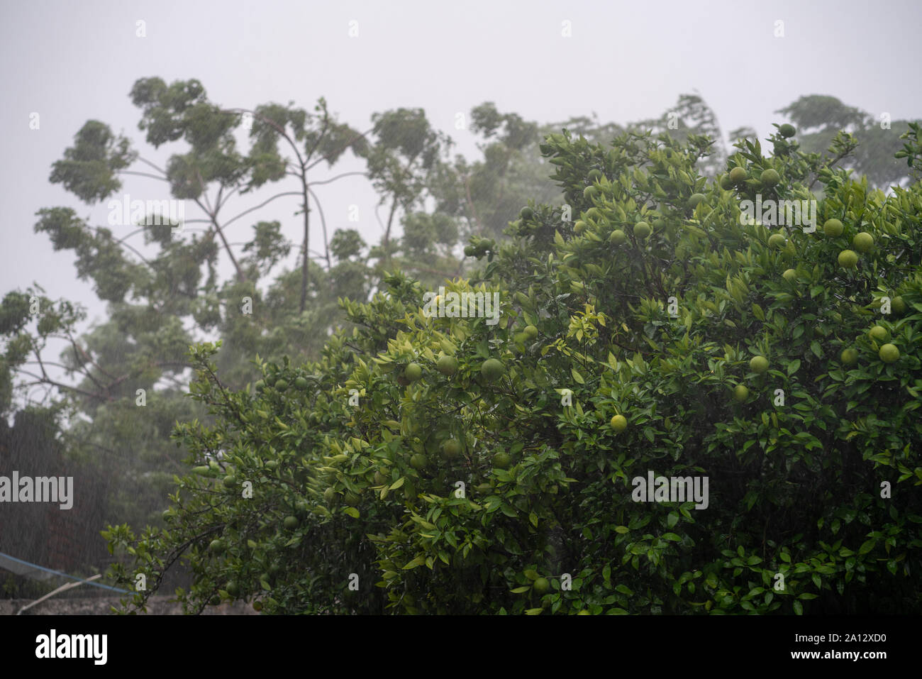 Tree During Heavy Cyclone High Resolution Stock Photography and Images ...