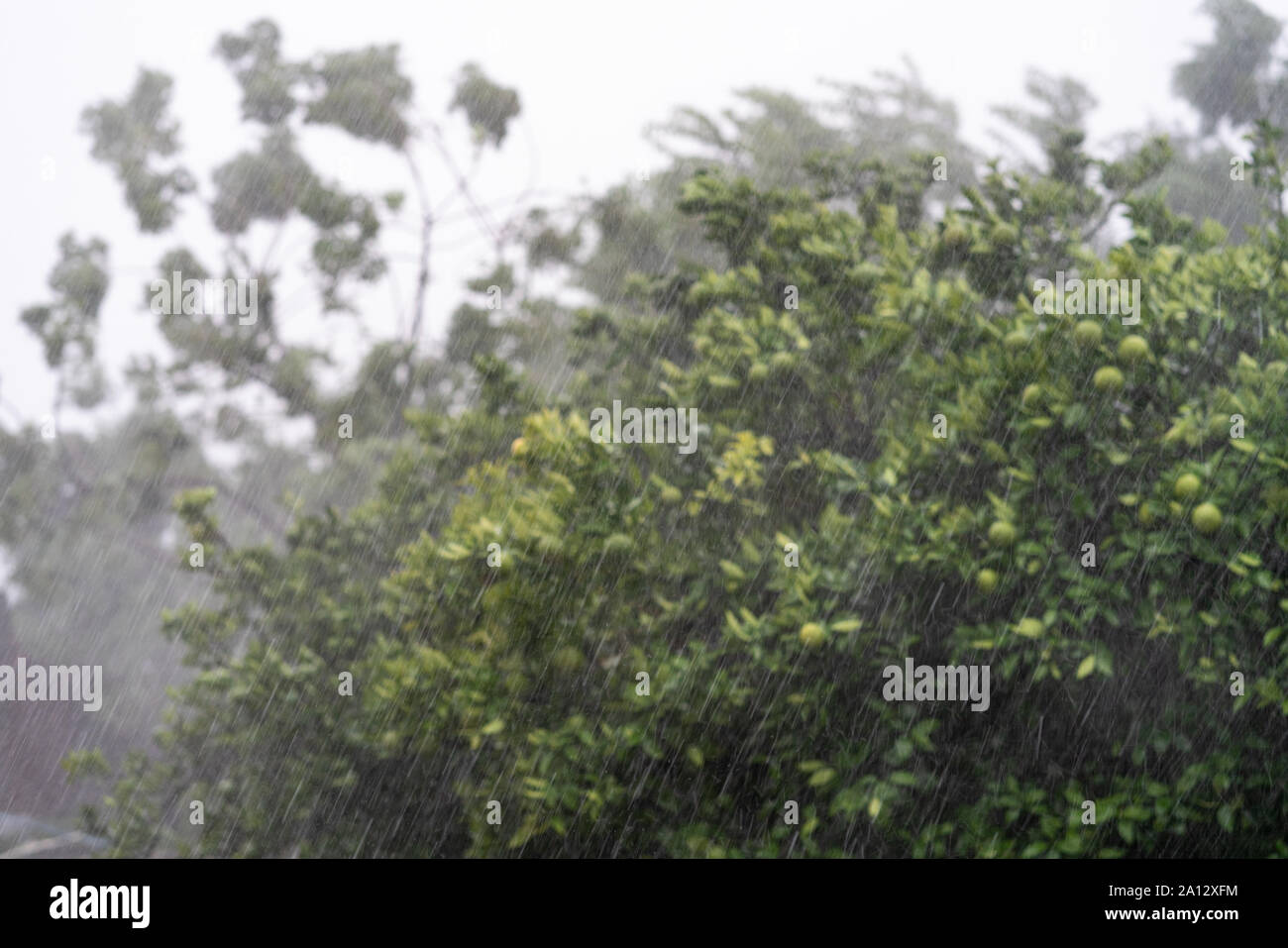 Close up of trees during storm and heavy rain Stock Photo - Alamy