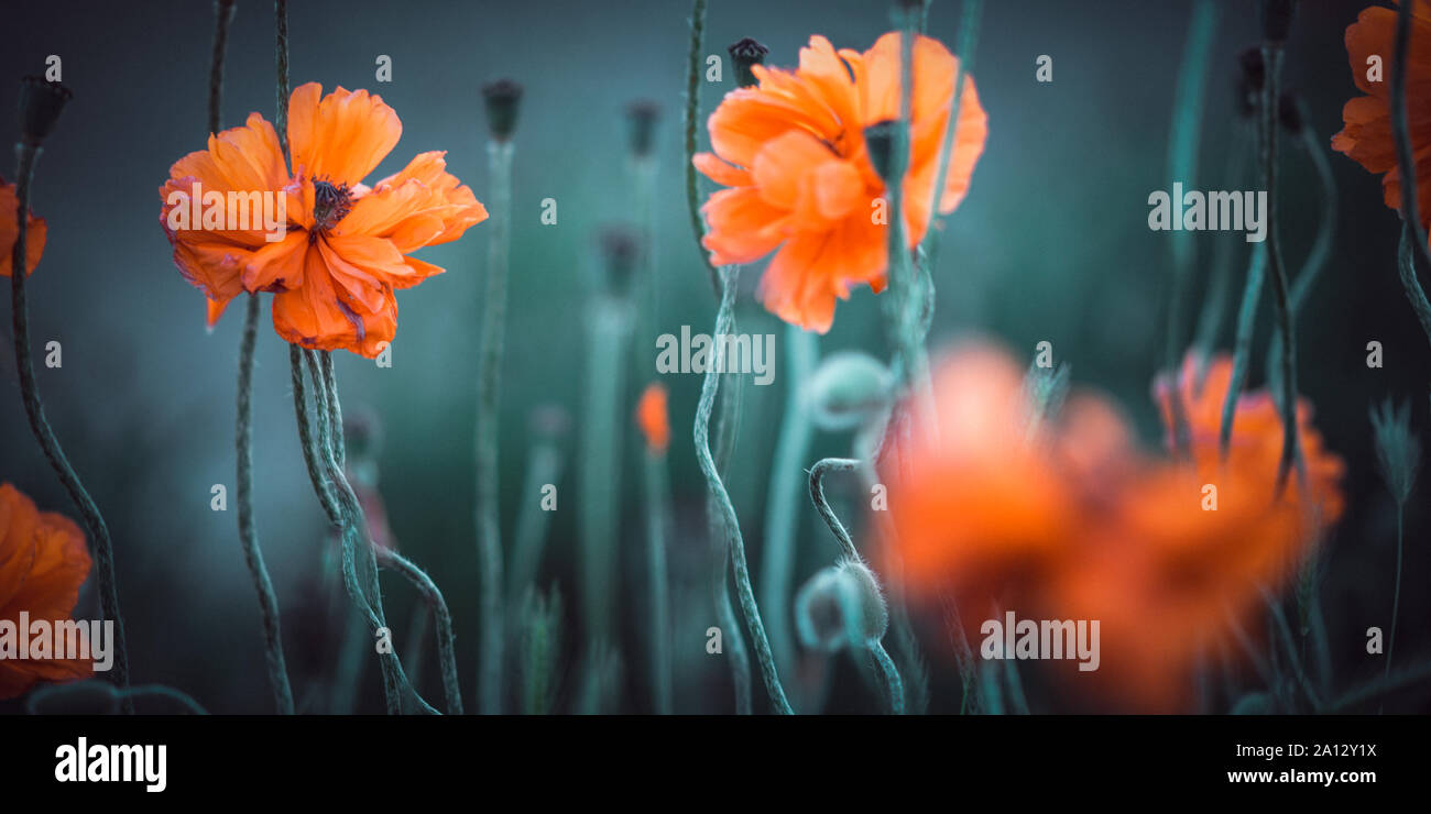 Glade of orange poppy flowers on a natural background Stock Photo - Alamy