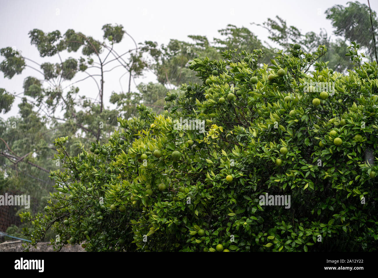 Close up of trees during storm and heavy rain Stock Photo - Alamy