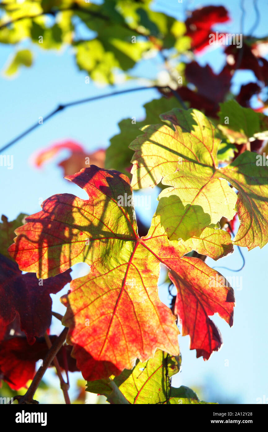 Colorful grapevine tree leaves Stock Photo - Alamy