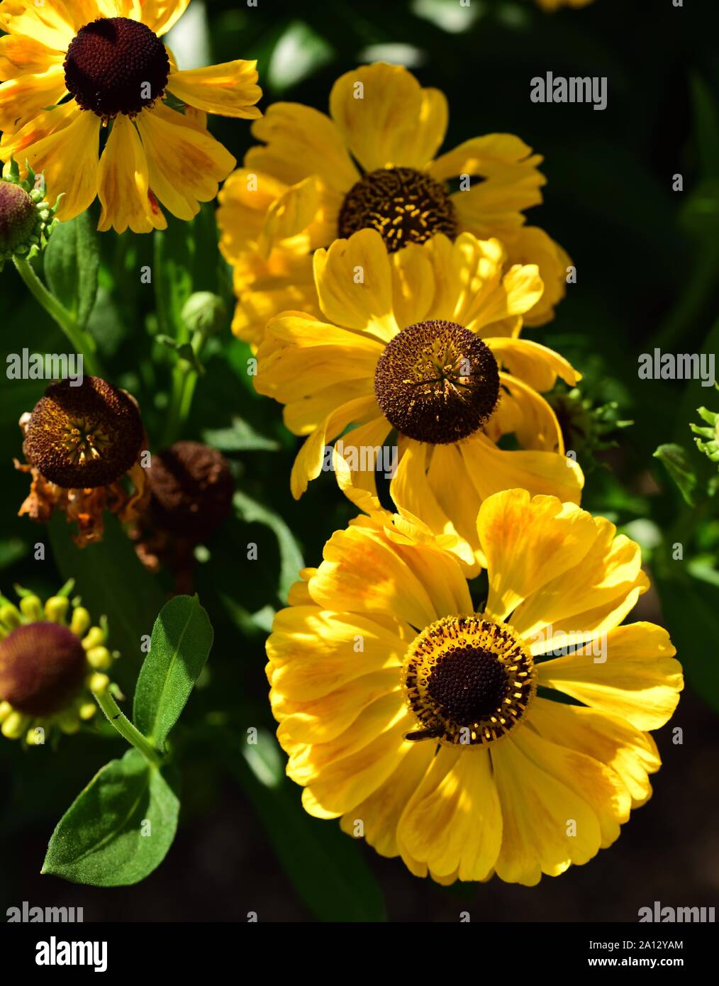 Closeup of Helenium El Dorado Stock Photo - Alamy