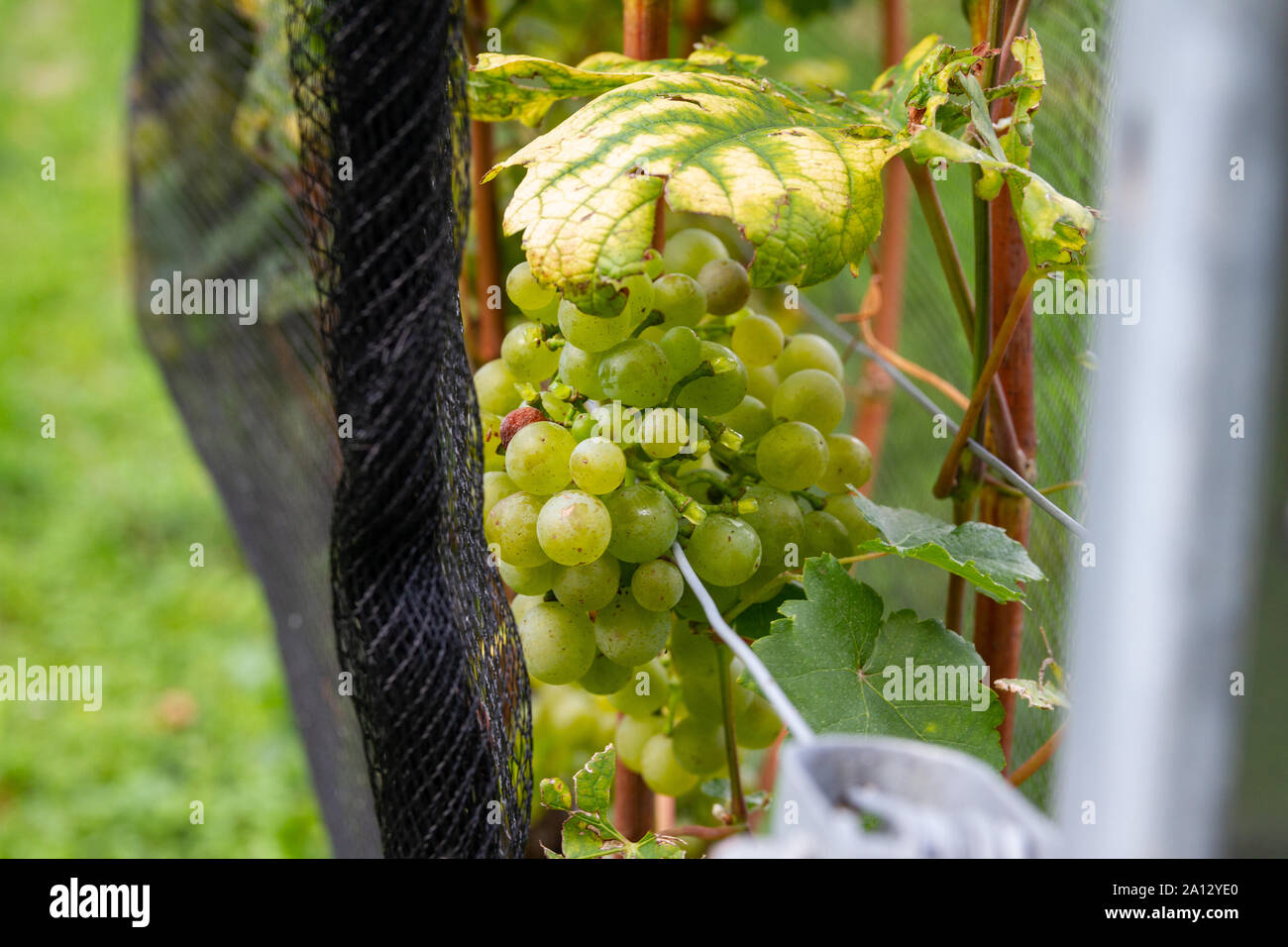Green wine grapes. Vineyard agriculture, winery and farming concept Stock Photo - Alamy