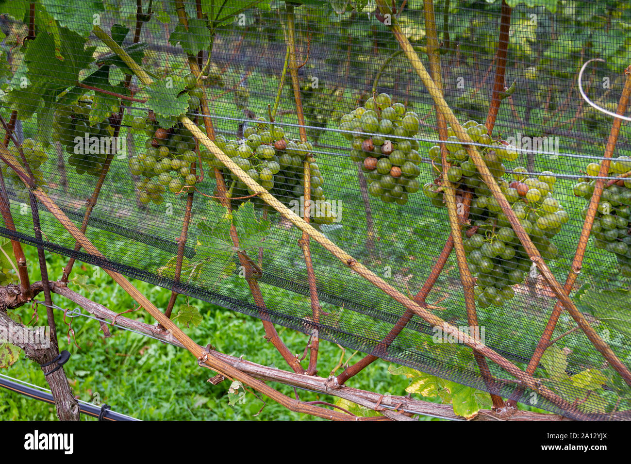Green wine grapes. Vineyard agriculture, winery and farming concept Stock Photo - Alamy