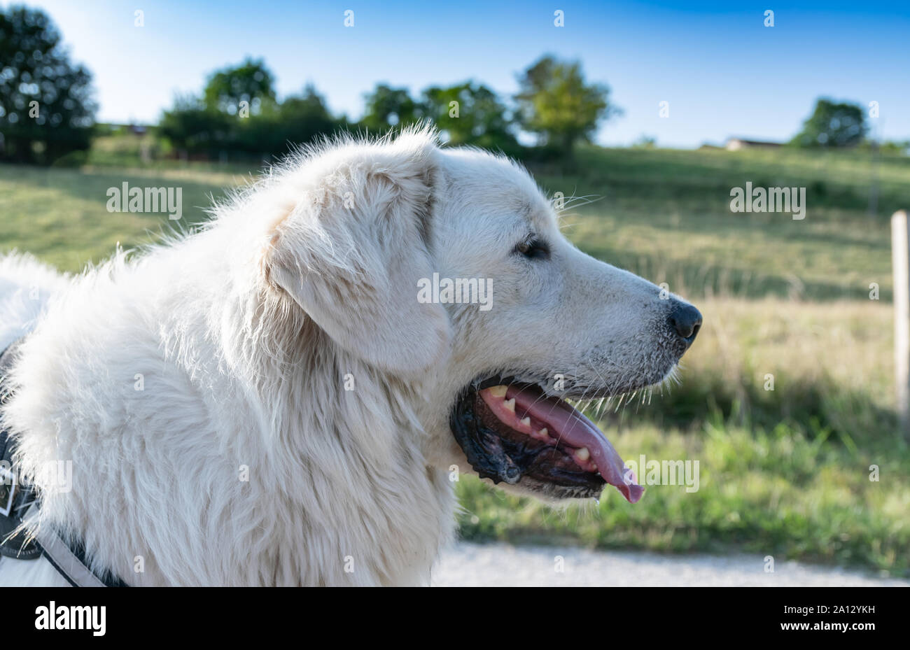 Are Tatra Shepherd Dog Hypoallergenic