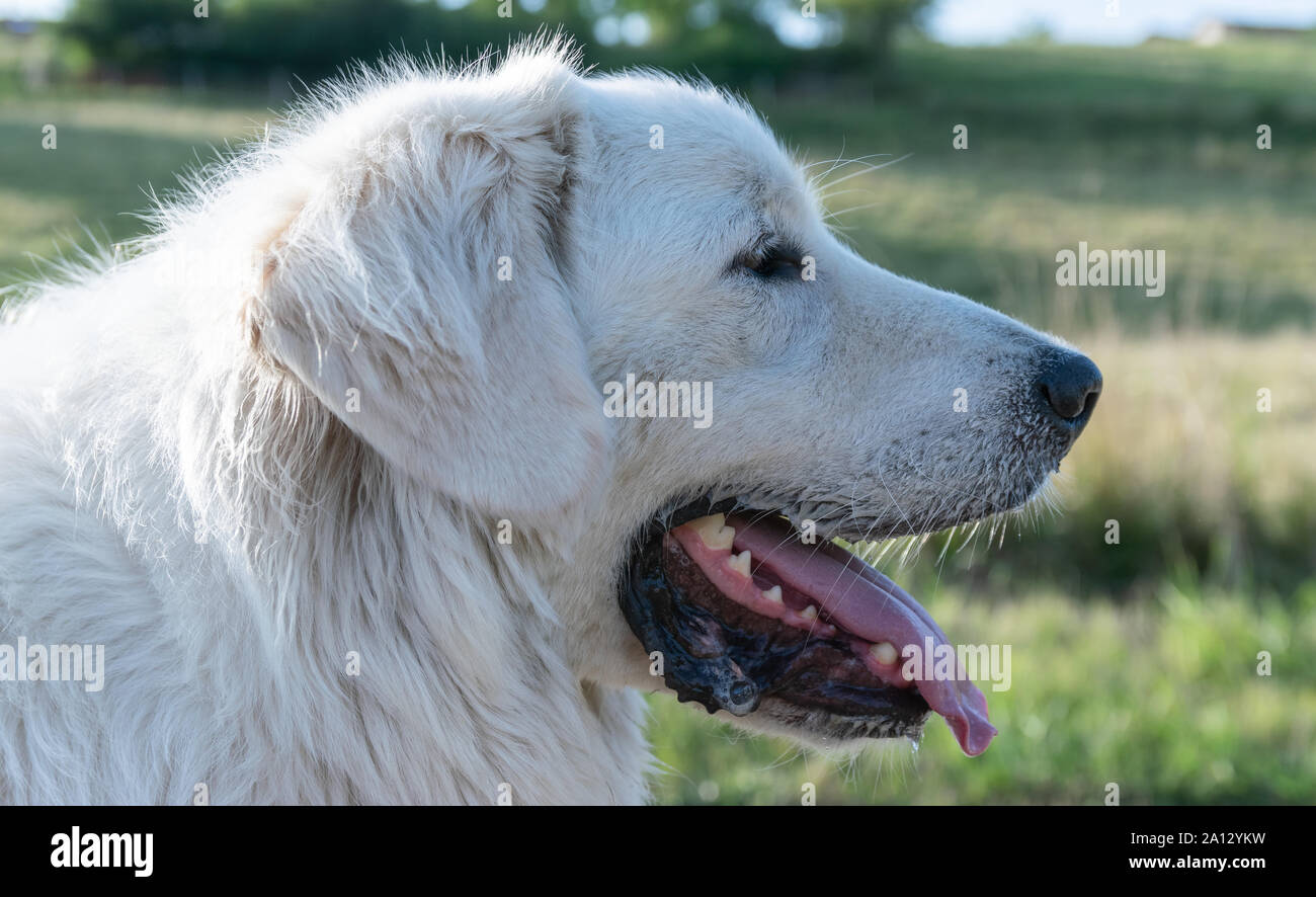Portrait of the head of the Polish Tatra Sheepdog on a background of ...