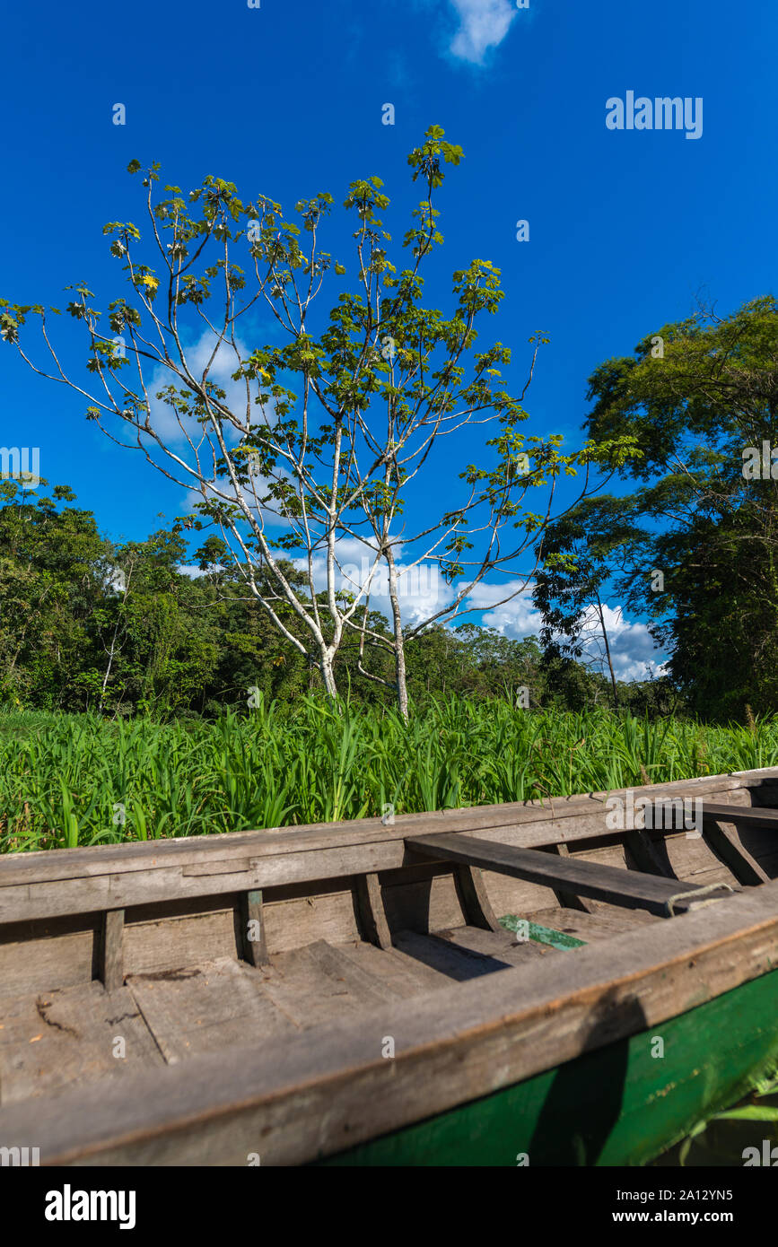 Brazilian rainforest at end of rainy season in May, Mamirauá ...