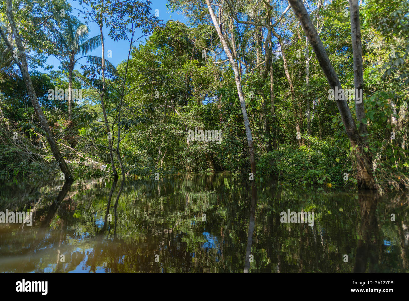 Brazilian rainforest at end of rainy season in May, Mamirauá ...