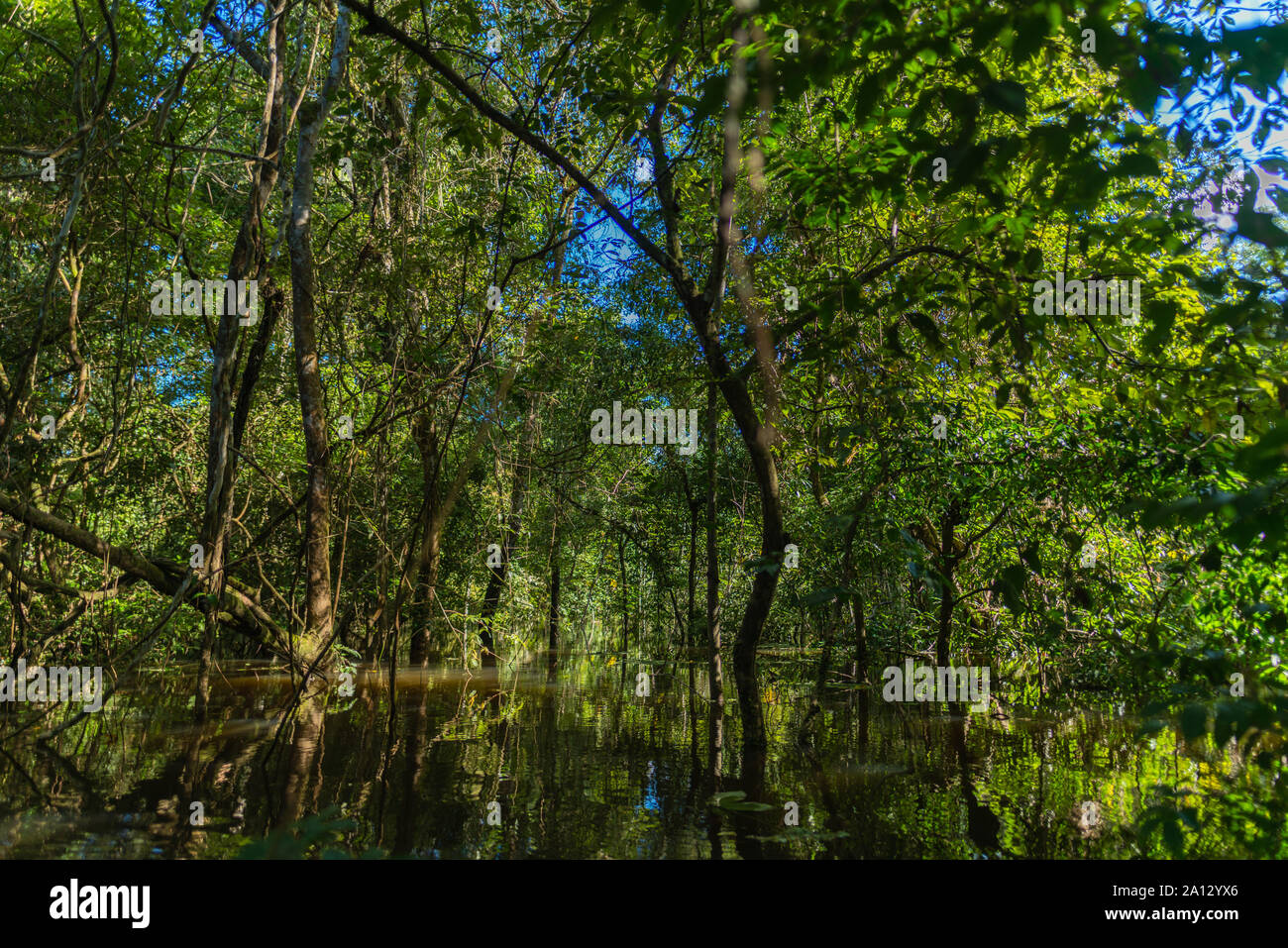 Brazilian rainforest at end of rainy season in May, Mamirauá ...