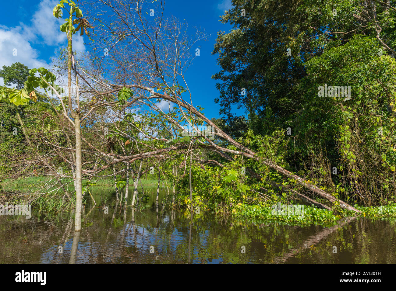 Brazilian rainforest at end of rainy season in May, Mamirauá ...