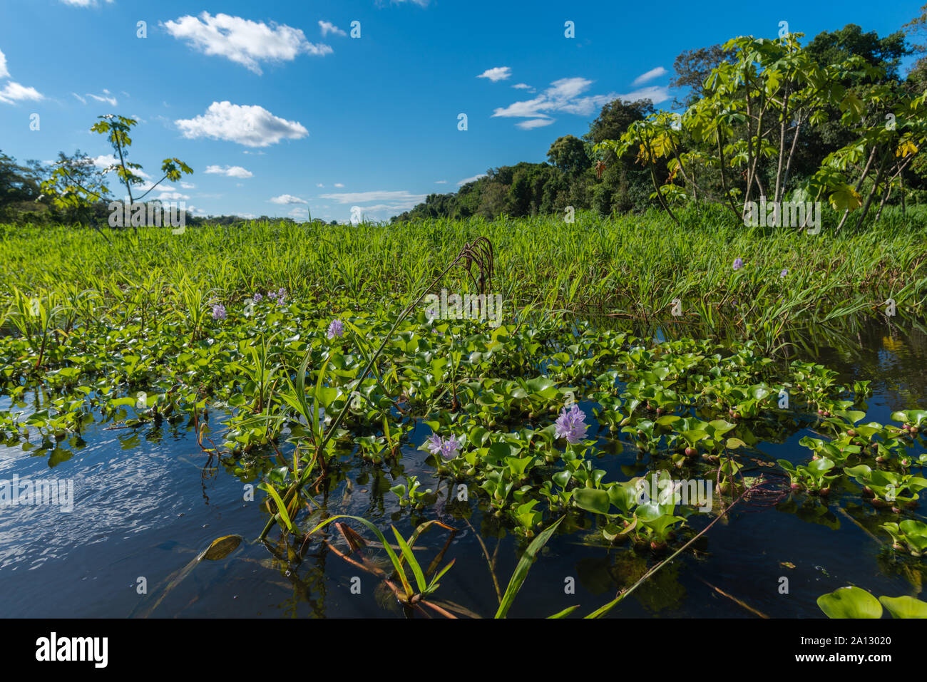 Dry season amazon river hi-res stock photography and images - Alamy