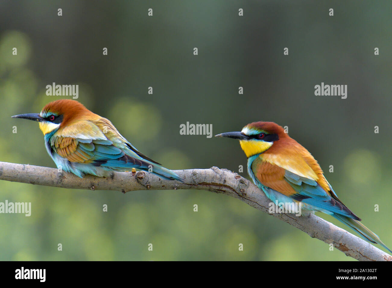 Colorful eater hi-res stock photography and images - Alamy