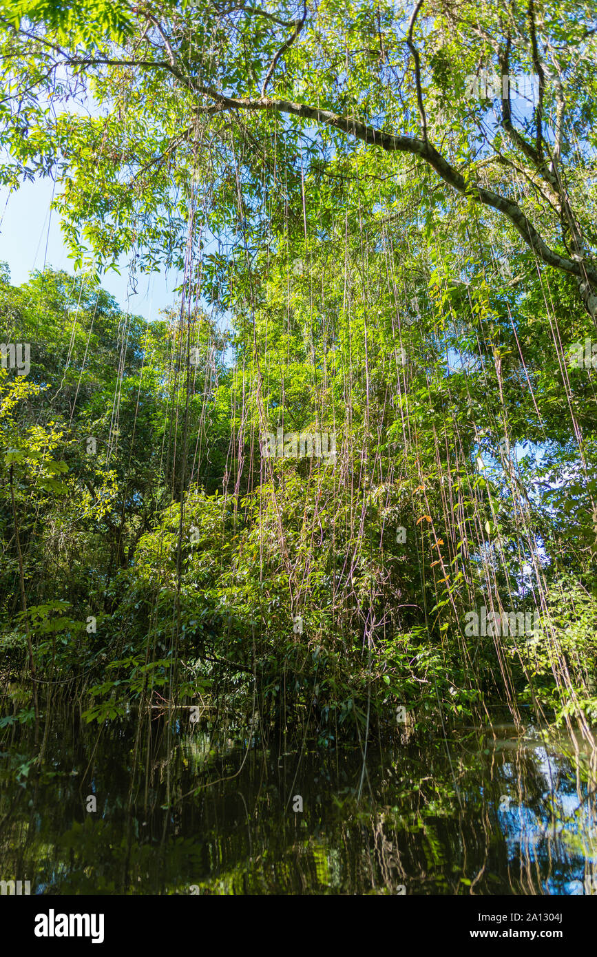 Brazilian rainforest at end of rainy season in May, Mamirauá ...