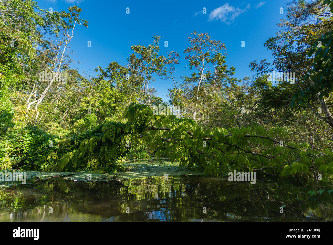 Brazilian rainforest at end of rainy season in May, Mamirauá ...