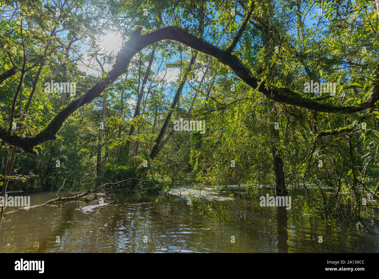 Brazilian rainforest at end of rainy season in May, Mamirauá ...