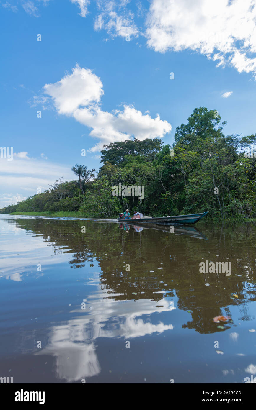Brazilian rainforest at end of rainy season in May, Mamirauá ...