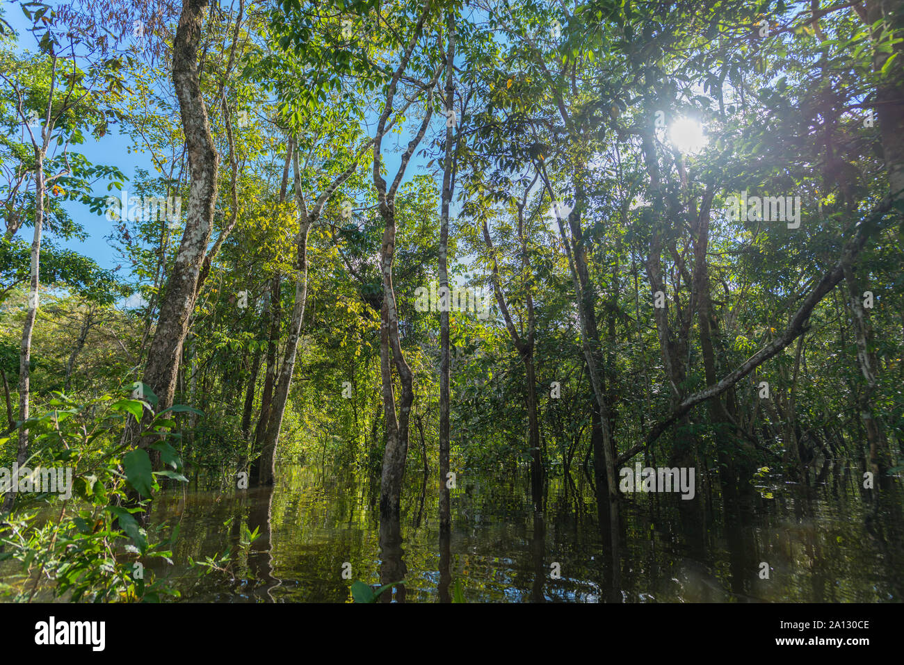 Brazilian rainforest at end of rainy season in May, Mamirauá ...