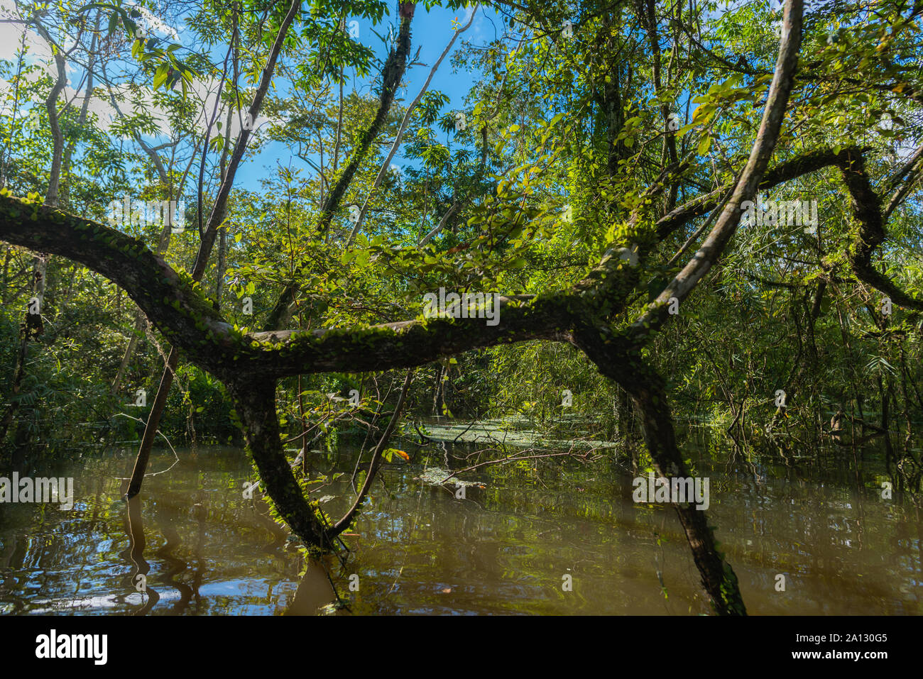 Brazilian rainforest at end of rainy season in May, Mamirauá ...