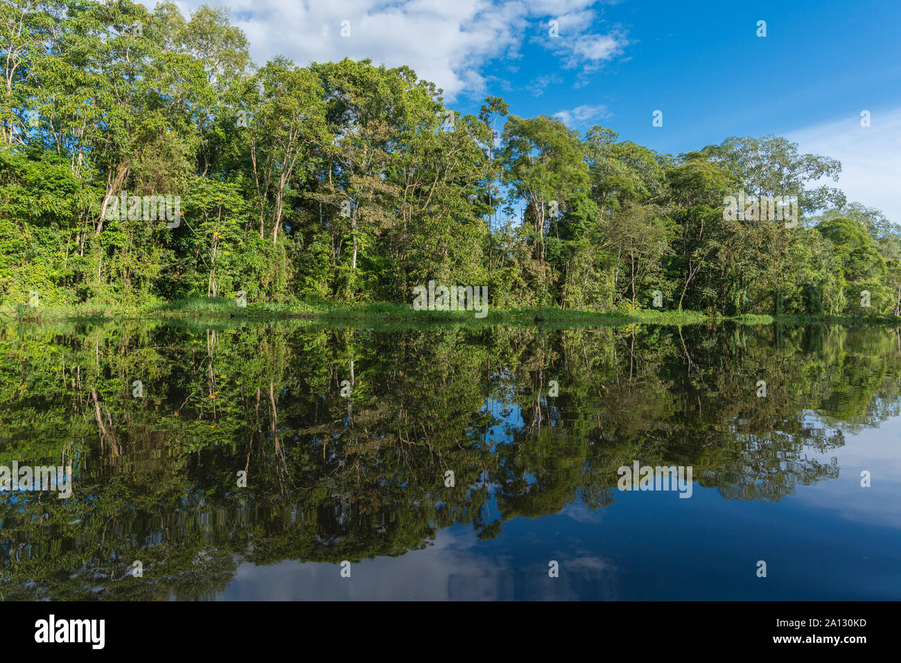 Brazilian rainforest at end of rainy season in May, Mamirauá ...